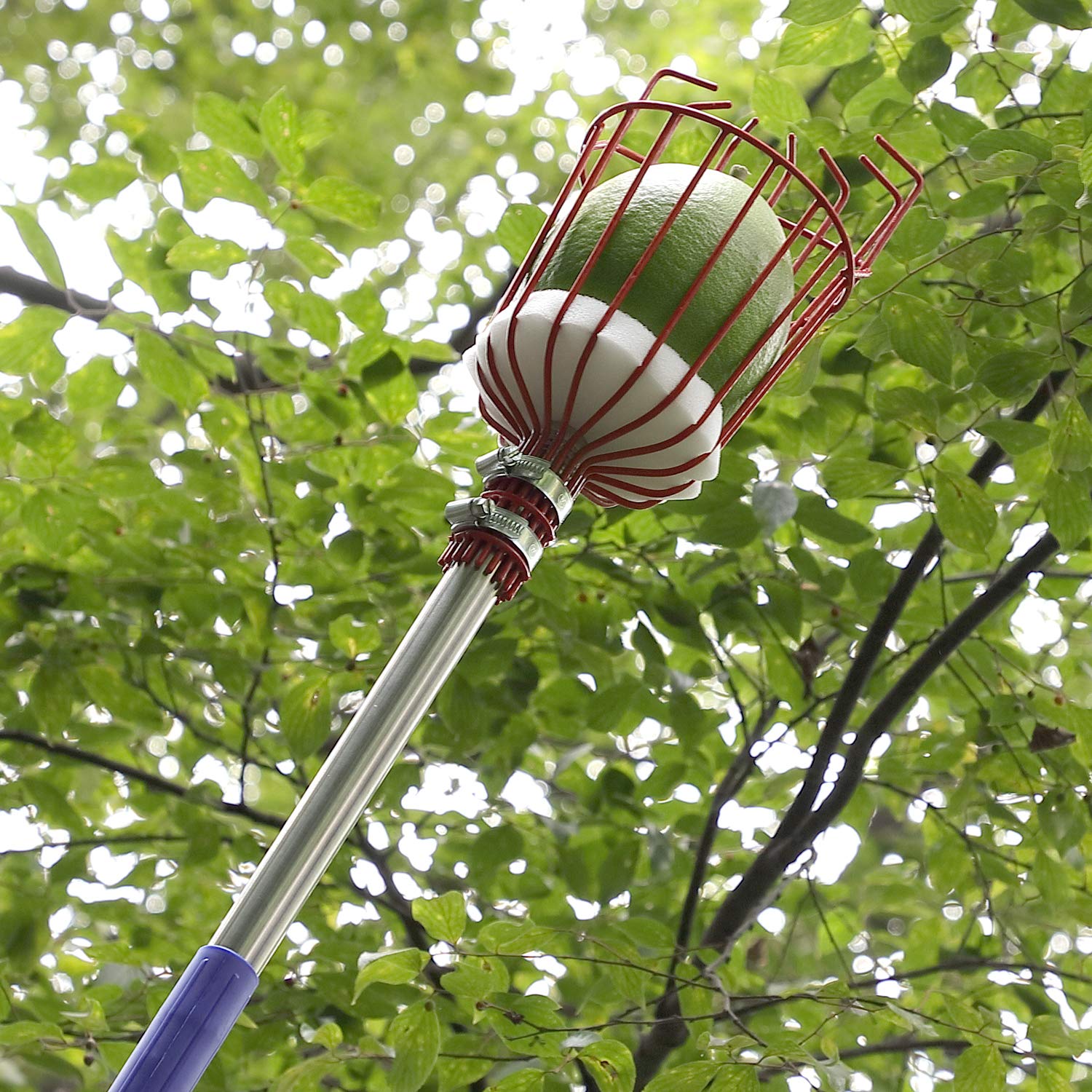 DIIG Fruit Picker, 5.5 Foot Fruit Picker Tool with Stainless Steel Connecting Pole, Fruit Picking Equipment for Getting Fruits Lemons Apples Guavas Avocados Pears Mangoes Oranges