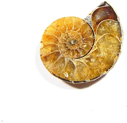 phoenix888 XUETZALCOATL Golden Nahushah Sudarshan Shaligram 1.5cm - 2.5cm from Kali Gandaki 1 pcs