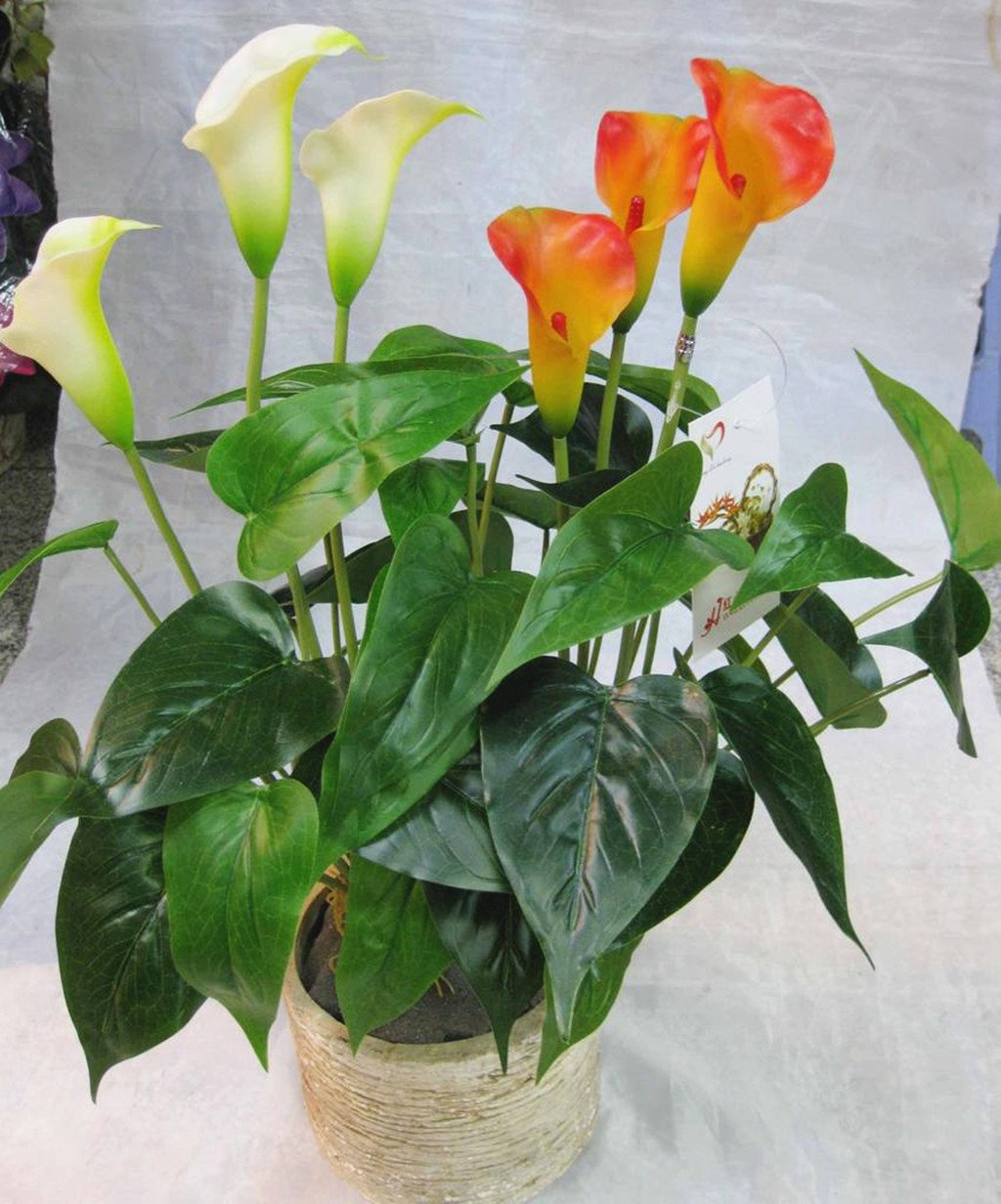 Futaba® Colore Misto Calla, Giglio del Nilo, Zantedeschia aethiopica Araceae 10 Semi