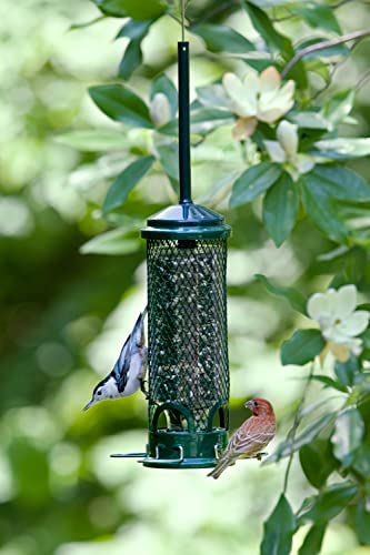 Squirrel Buster Mini Squirrel-Proof Bird Feeder w/4 Metal Perches, 0.98-Pound Seed Capacity & Wagner's 76027 Black Oil Sunflower Wild Bird Food, 25-Pound Bag