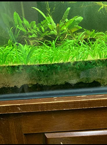 Marcus Fish Tanks - 10x Dwarf Sagittaria Subulata Live Aquarium Plant Dwarf Sag Freshwater Aquatic Carpeting Plant BUY2GET1FREE
