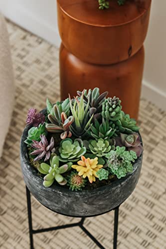 miltonson Artificial Succulent Plants - 18 Pack - Premium Fake Plants - Double Flocked Succulents - Realistic Textured Cactus - Face Succulent Plants - Mini Faux Succulents - Face Plant Decor