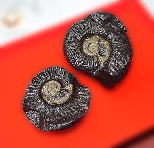 RUDRADIVINE Rudra Divine Natural Shaligram Stone/Shila AAA Quality for Home & Office from Gandaki River Nepal