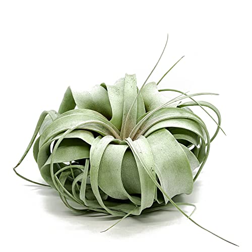 ragnaroc Live Air Plant - Tillandsia Xerographica, Jumbo 6-9â â 1 ct - Ideal for Gifts & Presents, Live Indoor Plants & Live House-Plants â Live Plants for Home dĂ©cor