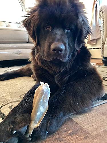 Yummy Dog Chews โ Premium Cow Ears for Dogs โ Long Lasting Pet Chew Treats โ Sourced from Grass Fed Cattle โ Rich Taste & Chewy Texture for All Breeds (6 Ears)