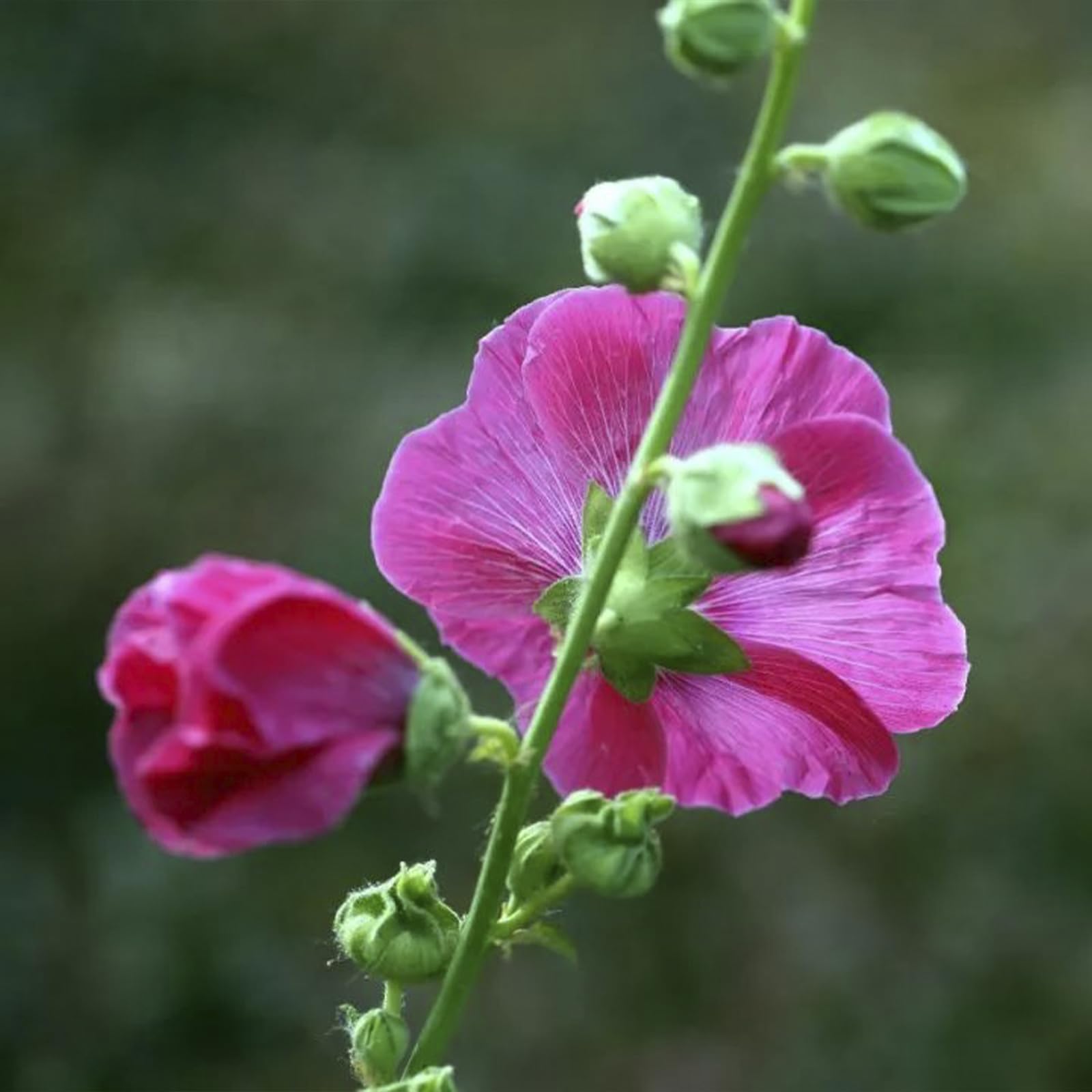 Hollyhock Seeds, Pack of 1000+ Carnival Mix Double Hollyhocks Flower Seeds, Flower Seeds for Planting