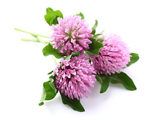 Todd's Seeds Red Clover Seeds, Non-GMO, Chemical Free, High Germination (1/4 Pound)