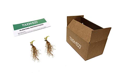 GardeningProducts4Less 2pk White Feather Hosta Bare Roots - Perennial Cream & Green Foliage, Low-Maintenance Plant