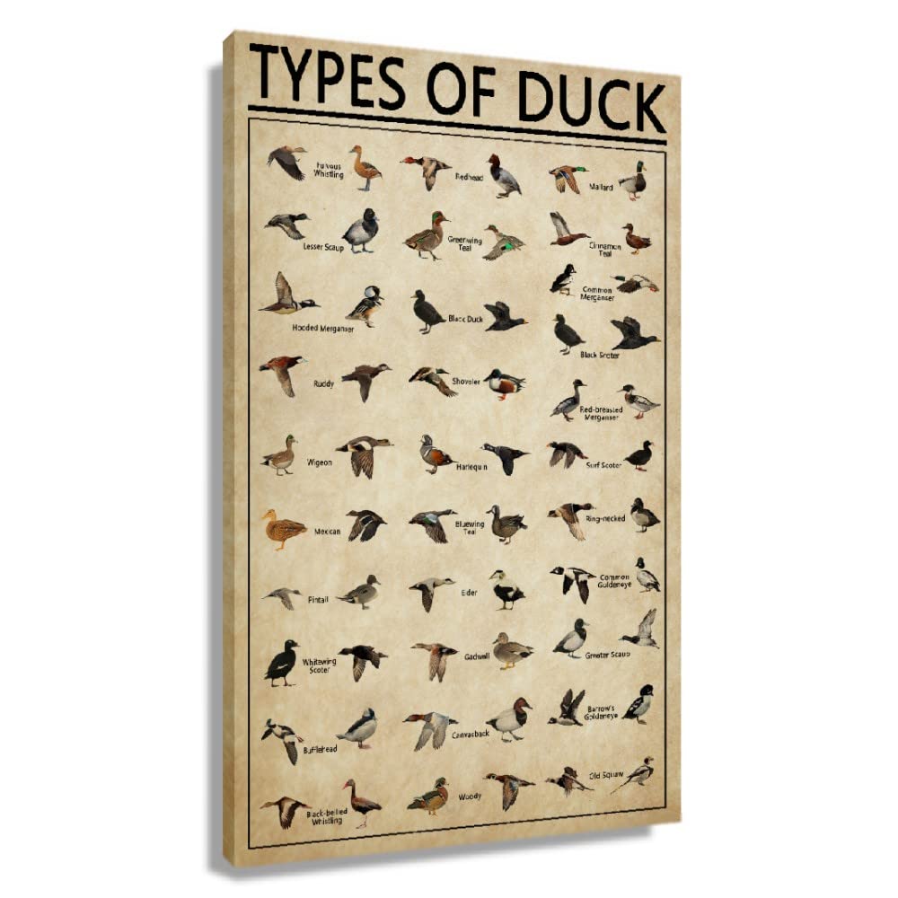 Duck Wall Art Knowledge Poster Educational Wall Art Duck Poster Canvas Framed Wall Art Animal Posters Vintage Duck Picture Prints Framed (12x18 inch)