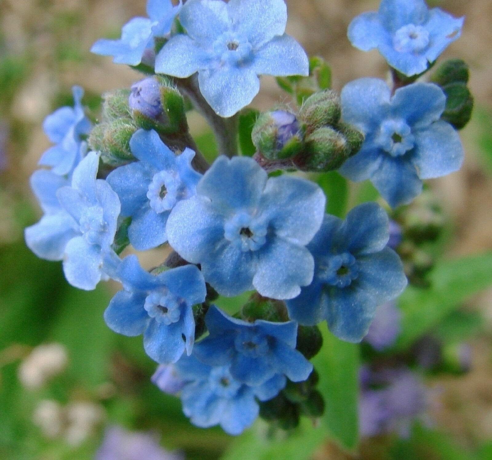 Germinazione dei semi: CINESE Forget me not semi di Fiori - MASSA