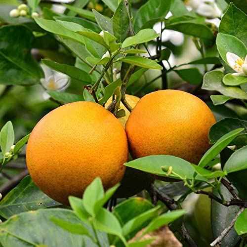 Dwarf Valencia Orange Seeds Fragrant Sweet Juicy GMO Free Patio Courtyard Outdoor Containers 15Pcs Fruit Tree Seeds by YEGAOL Garden