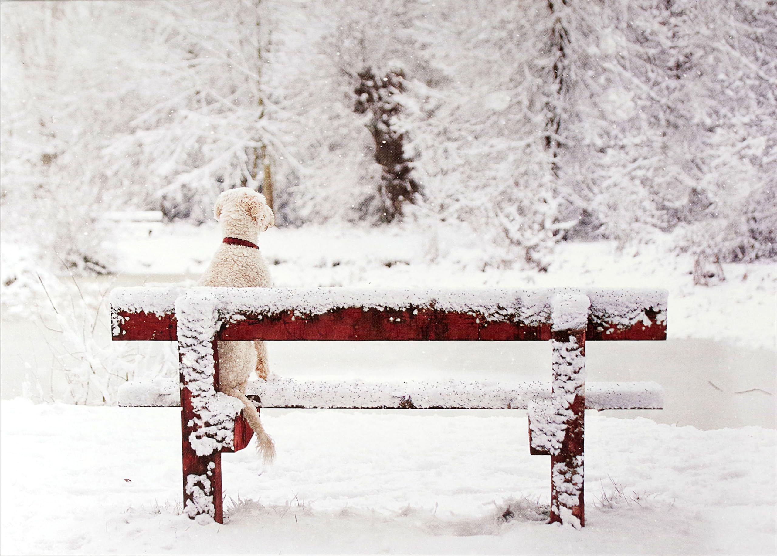 Dog on Snowy Bench Deluxe Boxed Holiday Cards (Christmas Cards, Greeting Cards)