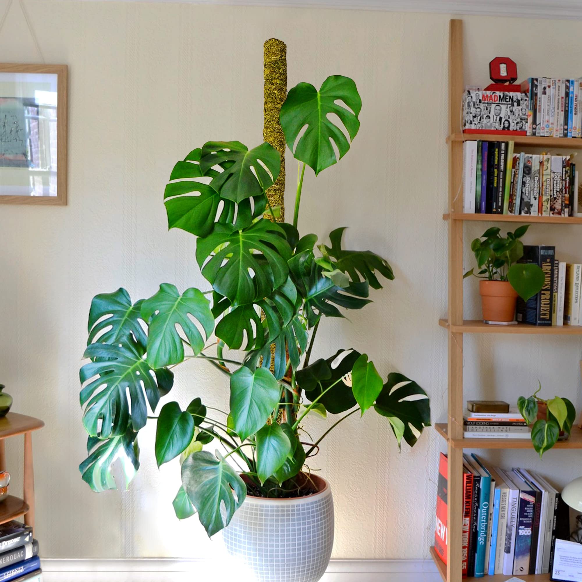 DUSPRO 59ββ Inches Large Moss Pole for Plants Monstera, Tall Indoor Plant Stake Support for Big Climbing Pothos Long Handmade Forest Moss Totem/Giant Trellis (Extra Large Size)