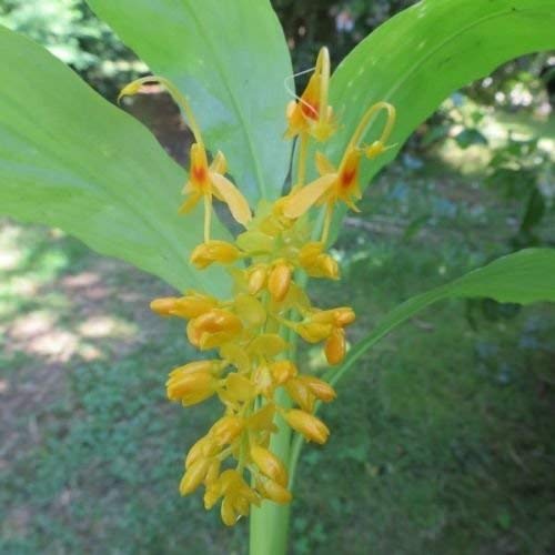 Globba schomburgkii Dancing Golden Ragazza Ginger semi!