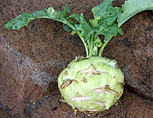 Kohlrabi Seed, Early White Vienna, Heirloom, Non GMO, 25 Seeds,