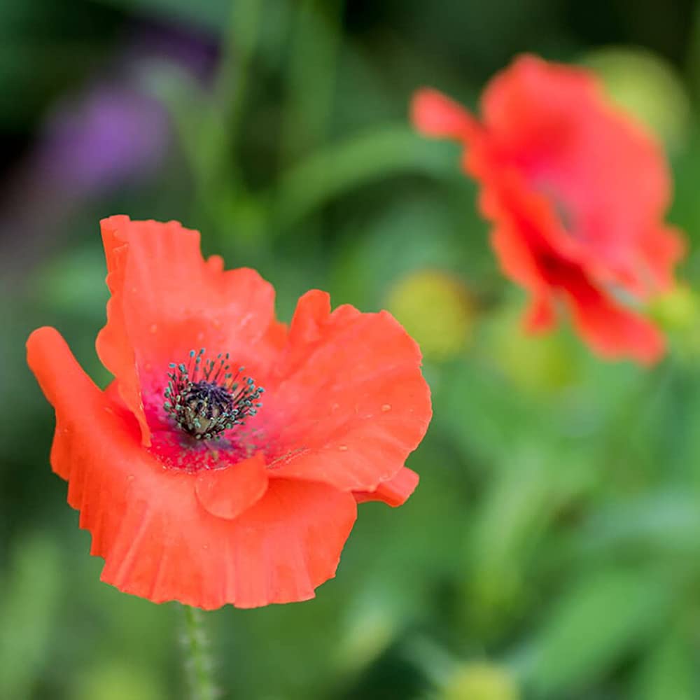 Eastern United States Wildflower Seed Mix - Over 35,000 Premium Seeds - by 'createdbynature'