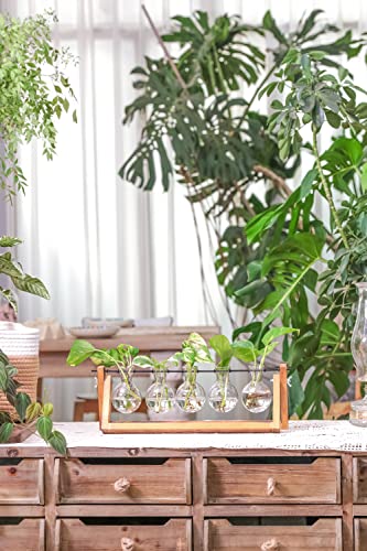 Ivolador Desktop Glass Bulb Plant Terrarium with Retro Solid Wooden Stand and Metal Swivel Holder for Hydroponics Plants Home Garden Wedding Decor (5 Bulbs)