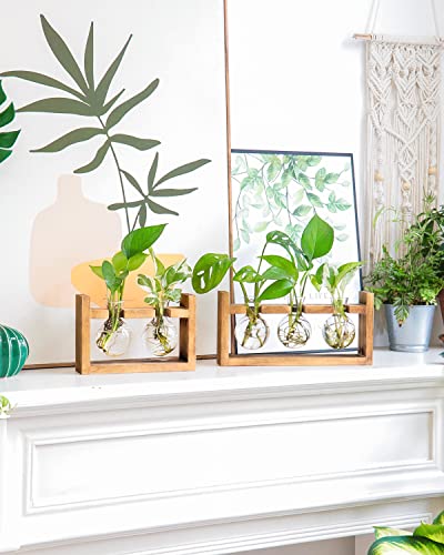 Ivolador Tabletop Propagation Station,Plants Terrarium Glass Bulb Terrarium with Retro Solid Wooden Stand for Hydroponics Plants Home Garden Wedding Décor (3 Bulbs)