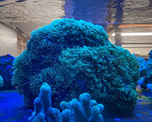 Live Coral Frag Green Star Polyp 1 inch - WWC Long Polyp/Beginner Marine Coral Reef for Saltwater Aquarium