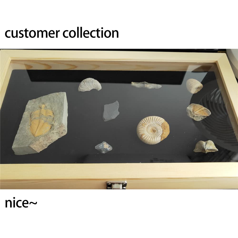 JIANEEXSQ Real Trilobite Fossil from Hunan of China 450 Million Years Ago for Collections and Education