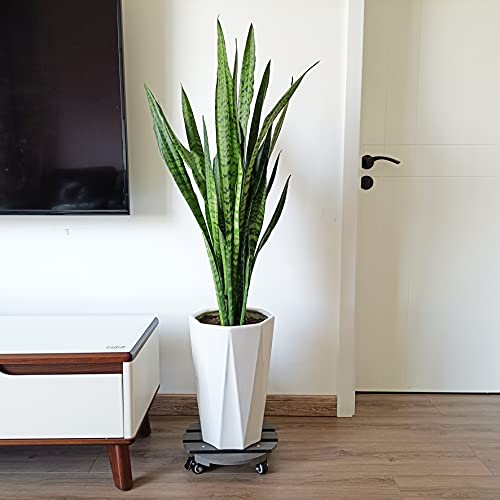 NOAMOO Round Plant Caddy with Wheels Heavy Duty Outdoor Indoor 12 Inch 2 Pack,Rolling Plant Stand with Casters for Heavy Pots 150LBS,Charcoal