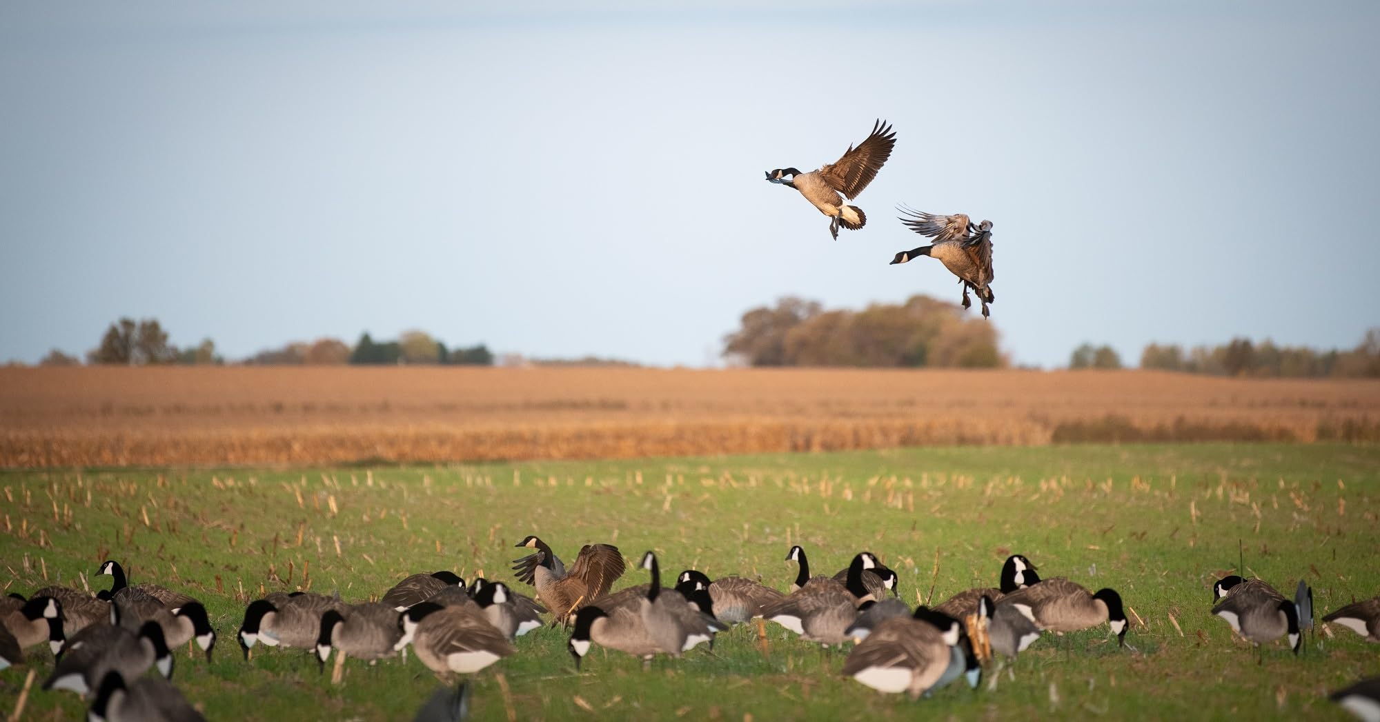 Dive Bomb Industries 1 Dozen V2F Canada Goose Silhouette Decoys