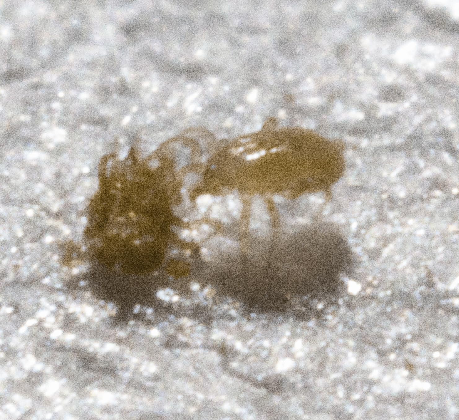 Natures Good Guys - Amblyseius swirskii (10,000 Mites per Bottle)