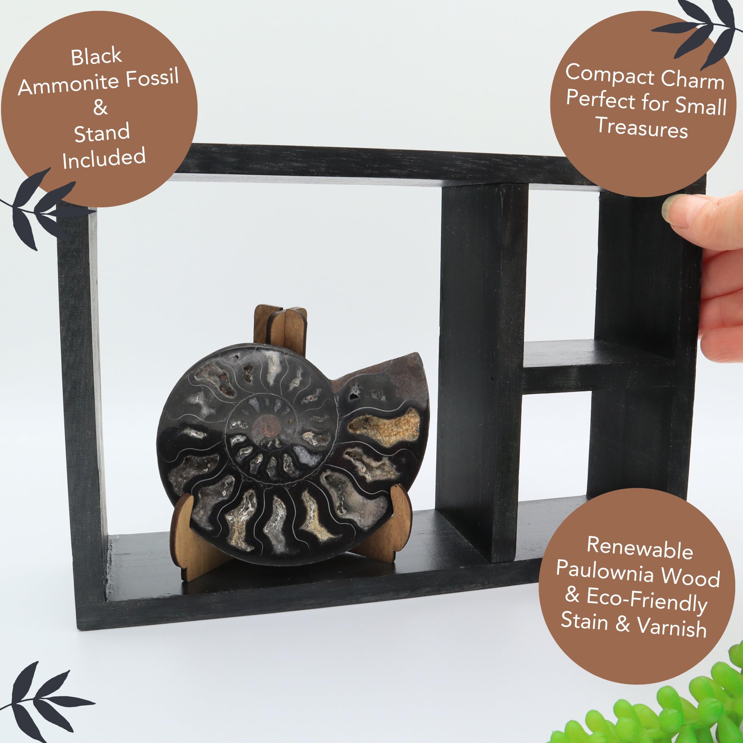 Petite Crystal Display Shelf with Black Ammonite, Rustic Wall-Mounted Floating Shelf for Crystal and Home Décor. Great Nightstand/Apothecary Shelf for Fossils, Reiki Crystals