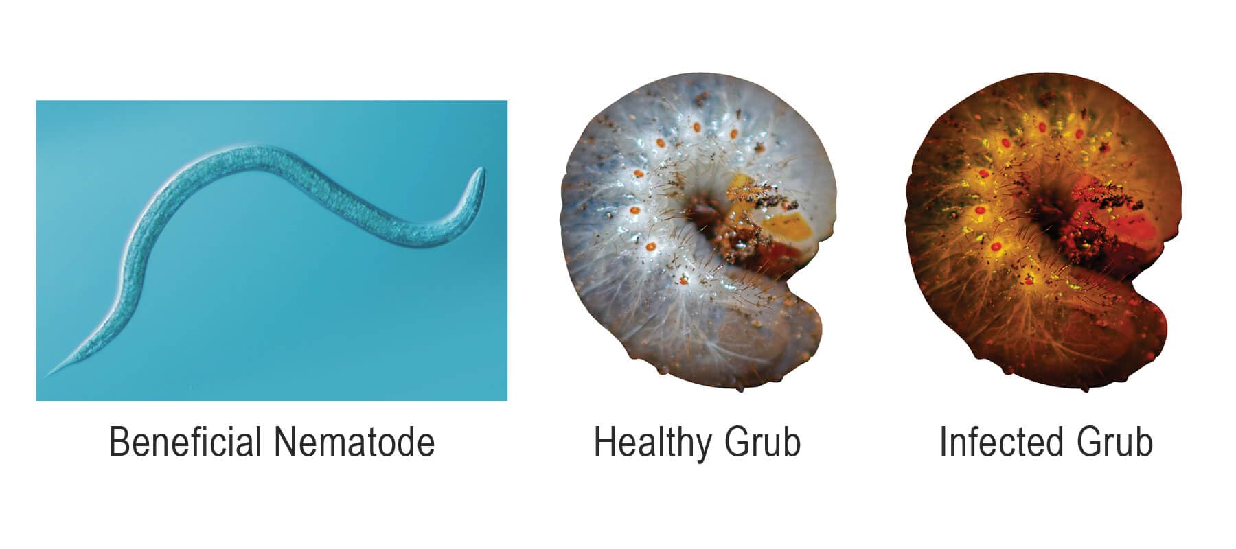 NaturesGoodGuys Beneficial Nematodes Heterohabditis bacteriophora HB -Ships from USA (25 Million)