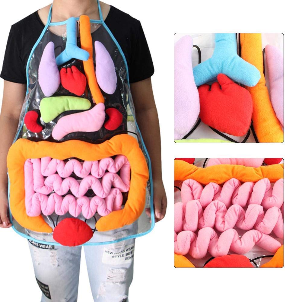 vocheer 3D Organ Apron, Anatomy Apron Human Body Organs Awareness Montessori Educational Tool Toy for Home Preschool Teaching Aid, Transparentā¦