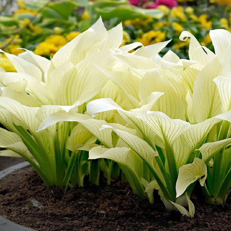 Eden Brothers Hosta Roots (Spring-Planted) - White Feather Non-GMO Bulbs for Planting, 4 Roots | Low-Maintenance Flower Bulbs, Plant During Warm Season, Zones 3, 4, 5, 6, 7, 8, 9