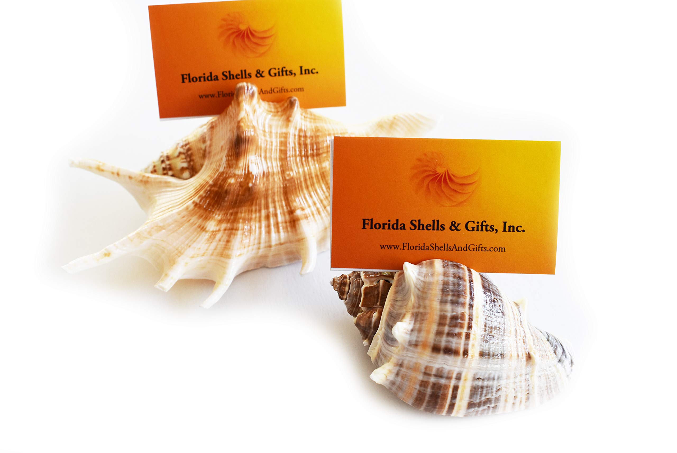 Set of 50 Genuine Seashell Place Card Holders Beach Wedding Favor Nautical Party Decor Sea Shell Table Sets
