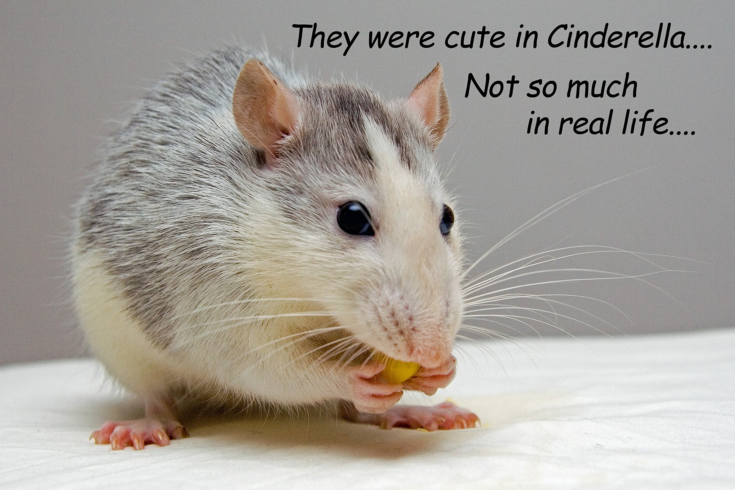Rat Trap - Humane No Kill No Touch Live Rodent Trap that Works - Safe for Children and Pets - Indoor or Outdoor Use