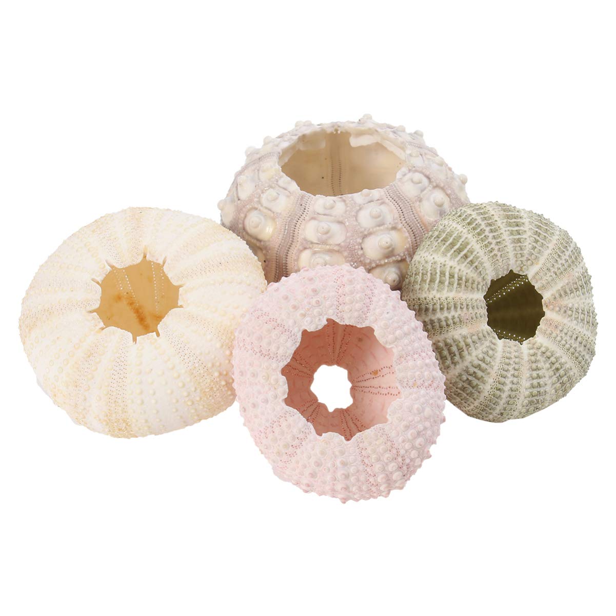 Hemoton 4Pcs Sea Urchin Shells Air Plant Planter Holder Tillandsia Small Container Plant Bonsai Cactus Pot Decorative Home Decor for Desktop