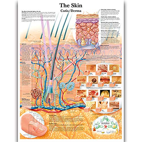 Skin Science Anatomy Posters for Walls Medical Nursing Students Educational Anatomical Human Organs Skeletal Muscles Poster Chart Medicine Disease Map for Doctor Enthusiasts Kid's Enlightenment Education W