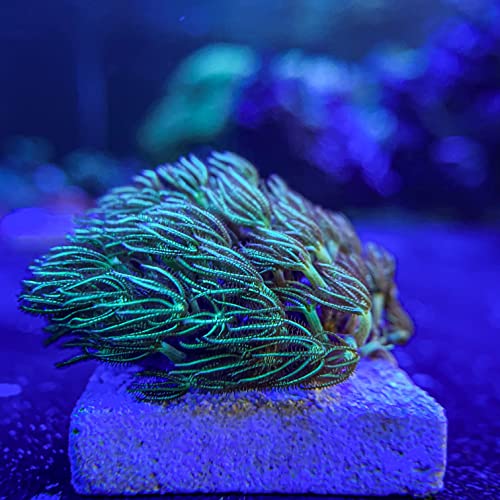 Live Coral Frag Green Star Polyp 1 inch - WWC Long Polyp/Beginner Marine Coral Reef for Saltwater Aquarium