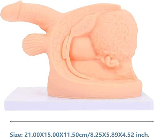 HGYYIO Urinary Catheterization Model Internal External Genital Anatomy Model and Urinary Catheter Mold Male Female Catheter Anatomy Teach Set,for Clinical Teaching Practica