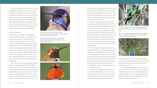 The Hummingbird Handbook: Everything You Need to Know about These Fascinating Birds