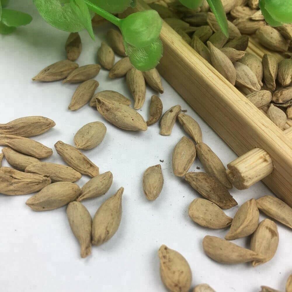Dwarf Lemon Bonsai Tree Seeds for Planting - 30+ Seeds - Ships from Iowa, USA