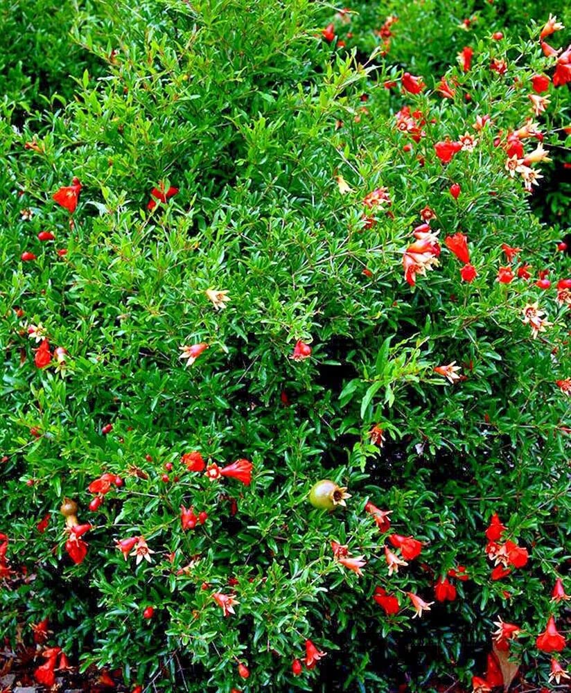 Dwarf Pomegranate Tree Seeds Punica Granatum Garden Fruit Seeds 50 Piece