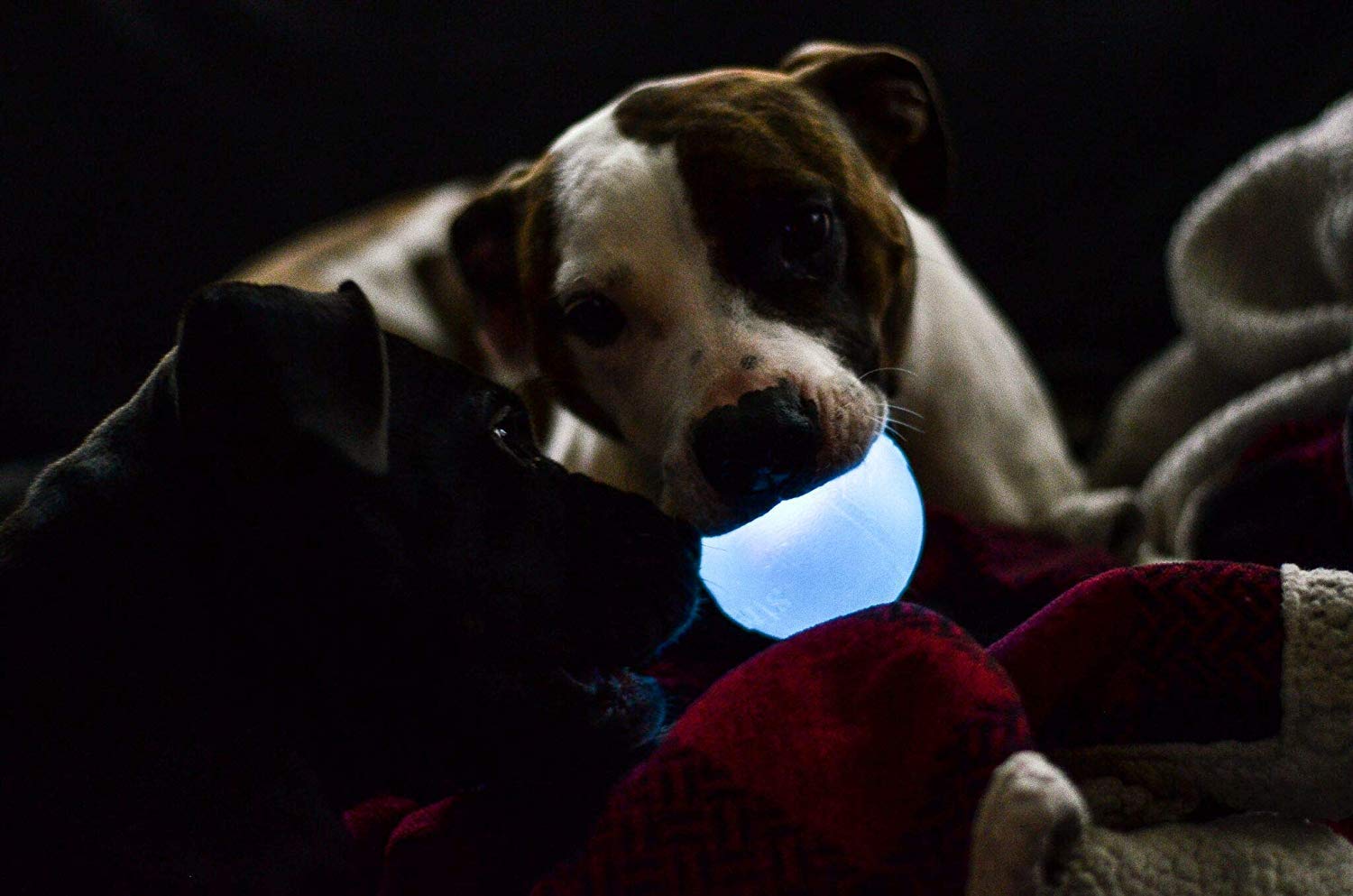 Outward Hound by Planet Dog Strobe Ball Glo Light Up LED Ball Dog Toy