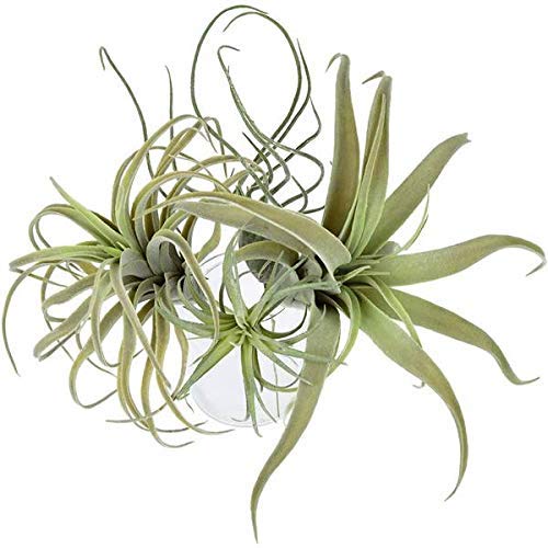 Facibom 4Pack Artificial Pineapple Grass Air Plants Fake Flowers Faux Flocking Tillandsia Bromeliads Home Garden Decor