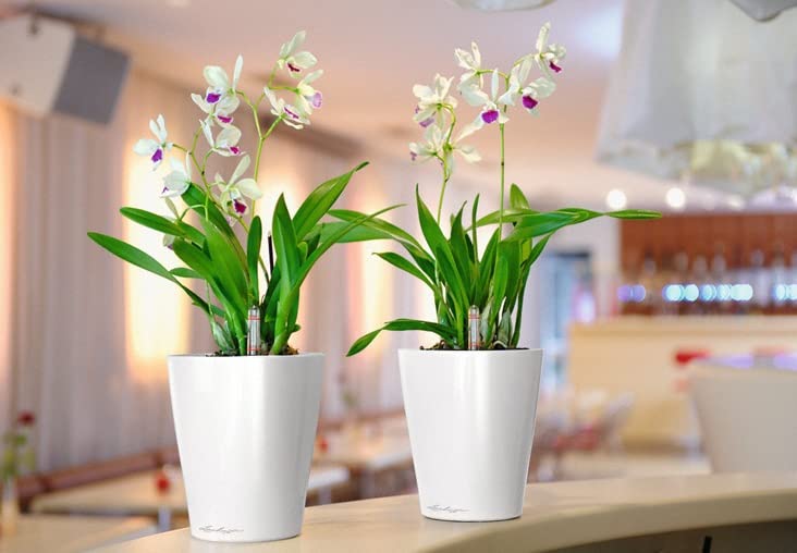 Lechuza 14900 Deltini Self-Watering Planter for Indoor and Outdoor Use, 6" x 6" x 7", White