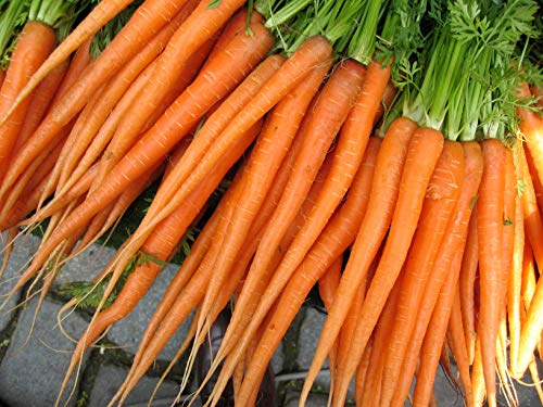 Gaea's Blessing Seeds - Carrot Seeds - Tendersweet - Non-GMO Seeds with Easy to Follow Planting Instructions - Heirloom Net Wt. 1.5g Germination Rate 91%