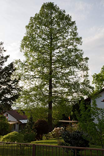 Jurassic Dawn Redwood | Tree Seed Grow Kit | The Jonsteen Company