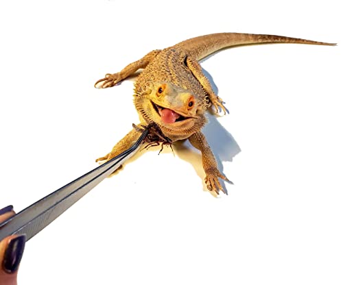 Josh's Frogs Stainless Steel Curved Reptile Feeding Tongs (12 inch)