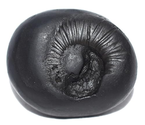 Sesha Shaligram/Shesha Salagram - Nepal