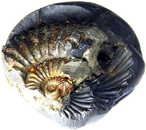 phoenix888 XUETZALCOATL Vishama Sudarshan Shaligram 1.5cm - 2.5cm from Kali Gandaki 1 pcs