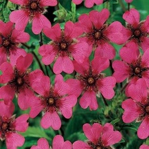 Fresh 50 semi - Semi di Fiori Cinquefoil