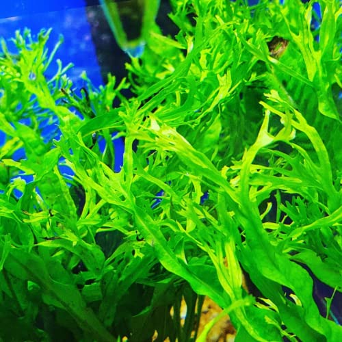 Mainam 2 Different Java Fern Windelov Java Fern Tropical Freshwater Live Aquarium Plant Decorations 3 Days BUY2GET1FREE
